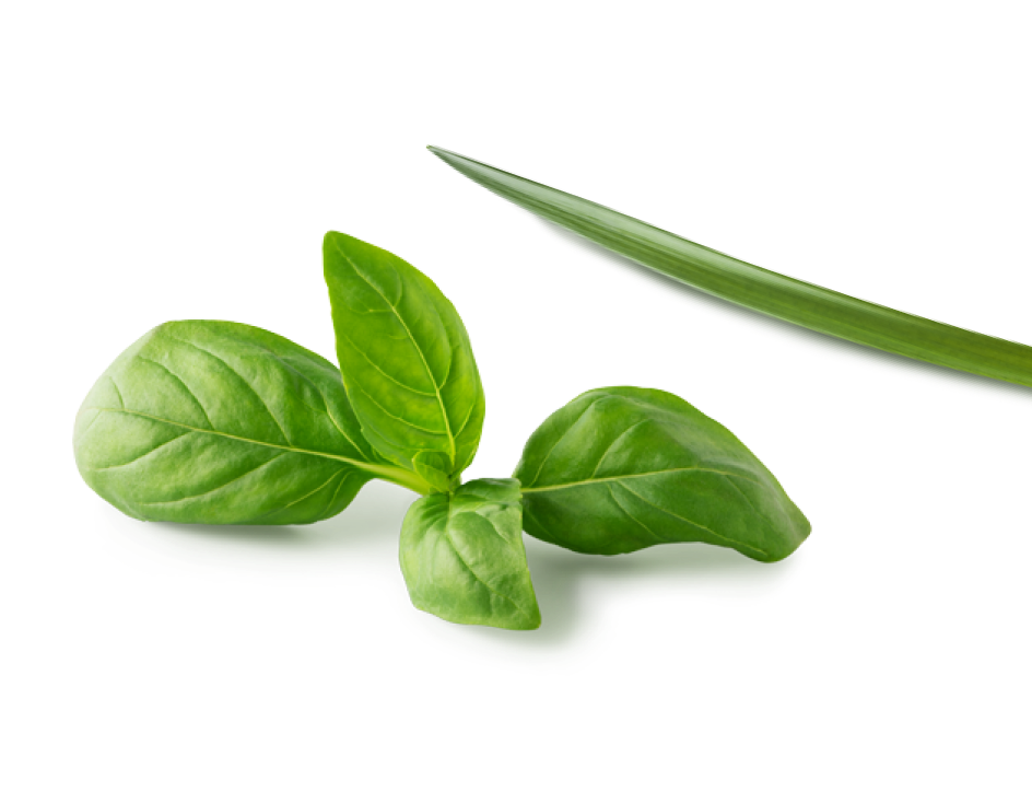 Basilicum & Vetiver – Marcel's Green Soap